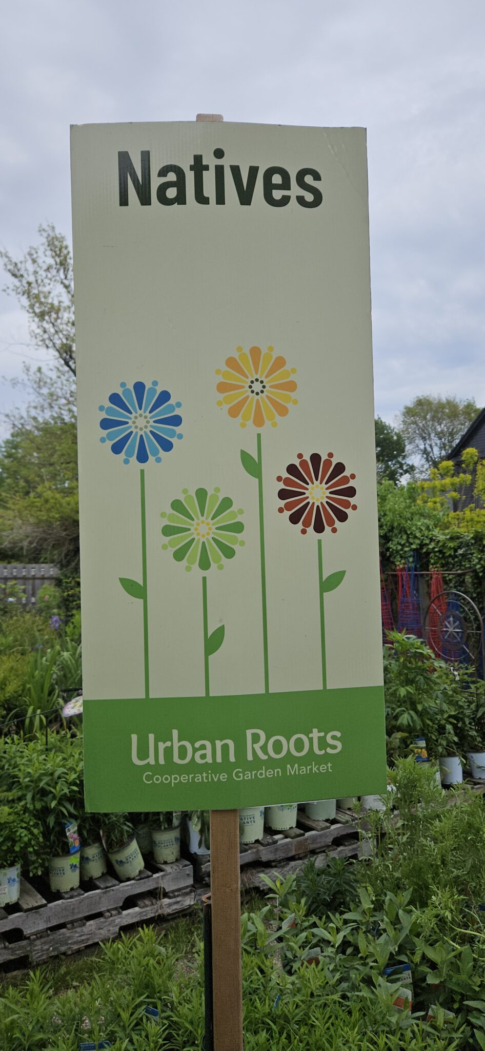 Q&A with Urban Roots: A Community-Owned Garden Center Rooted in Native ...