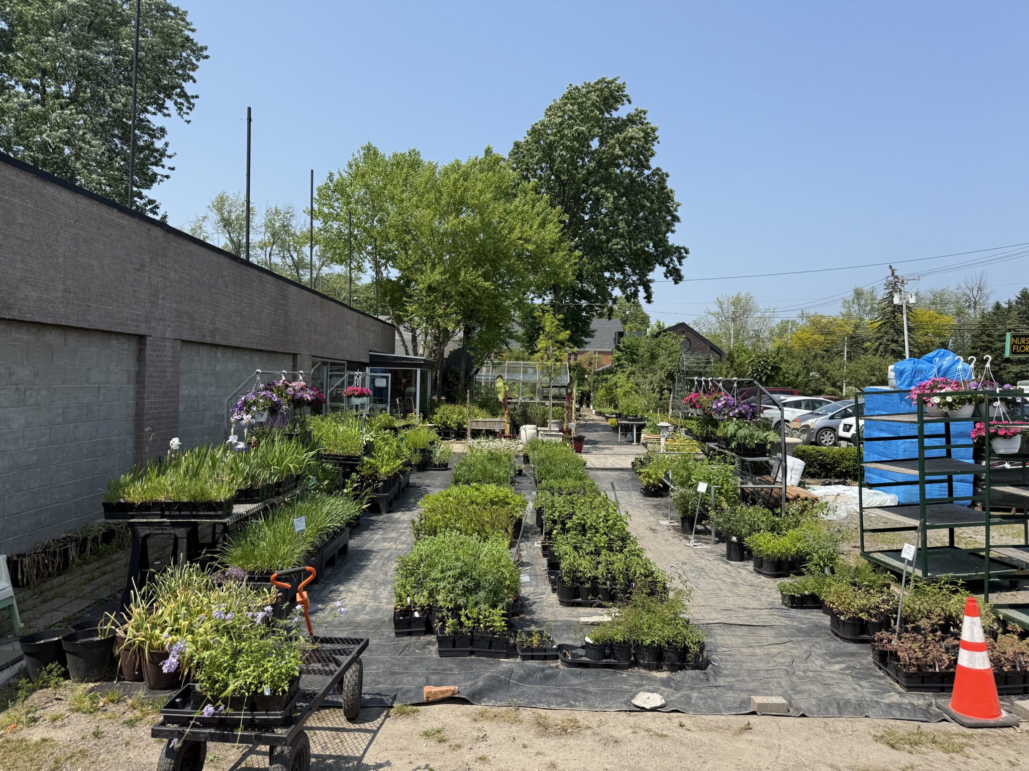 Q&A with Joseph Han of The English Gardener: Cultivating Native Plant ...
